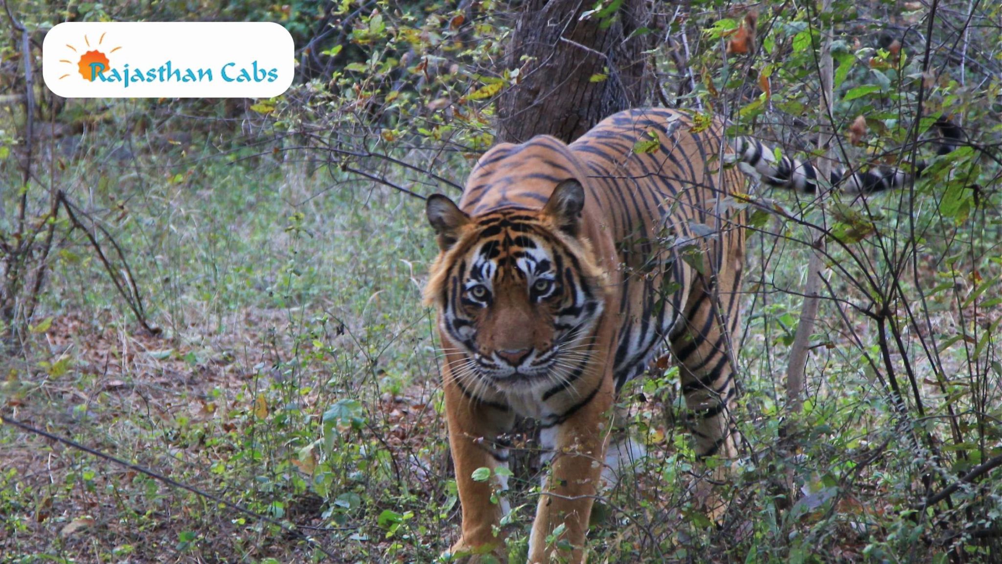 Top 9 Jungle Safari in India: Explore Wildlife Wonders!